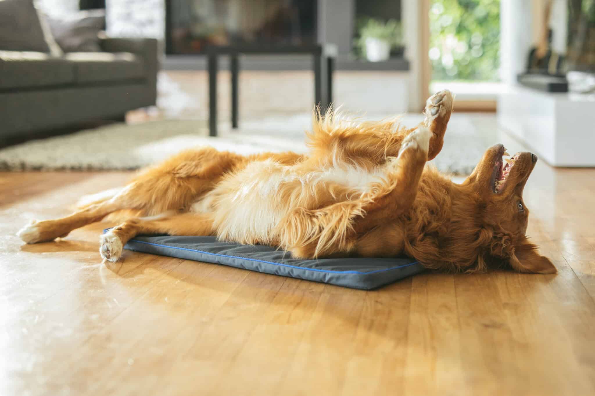 Petspemf - Clinically proven PEMF technology for dogs & cats