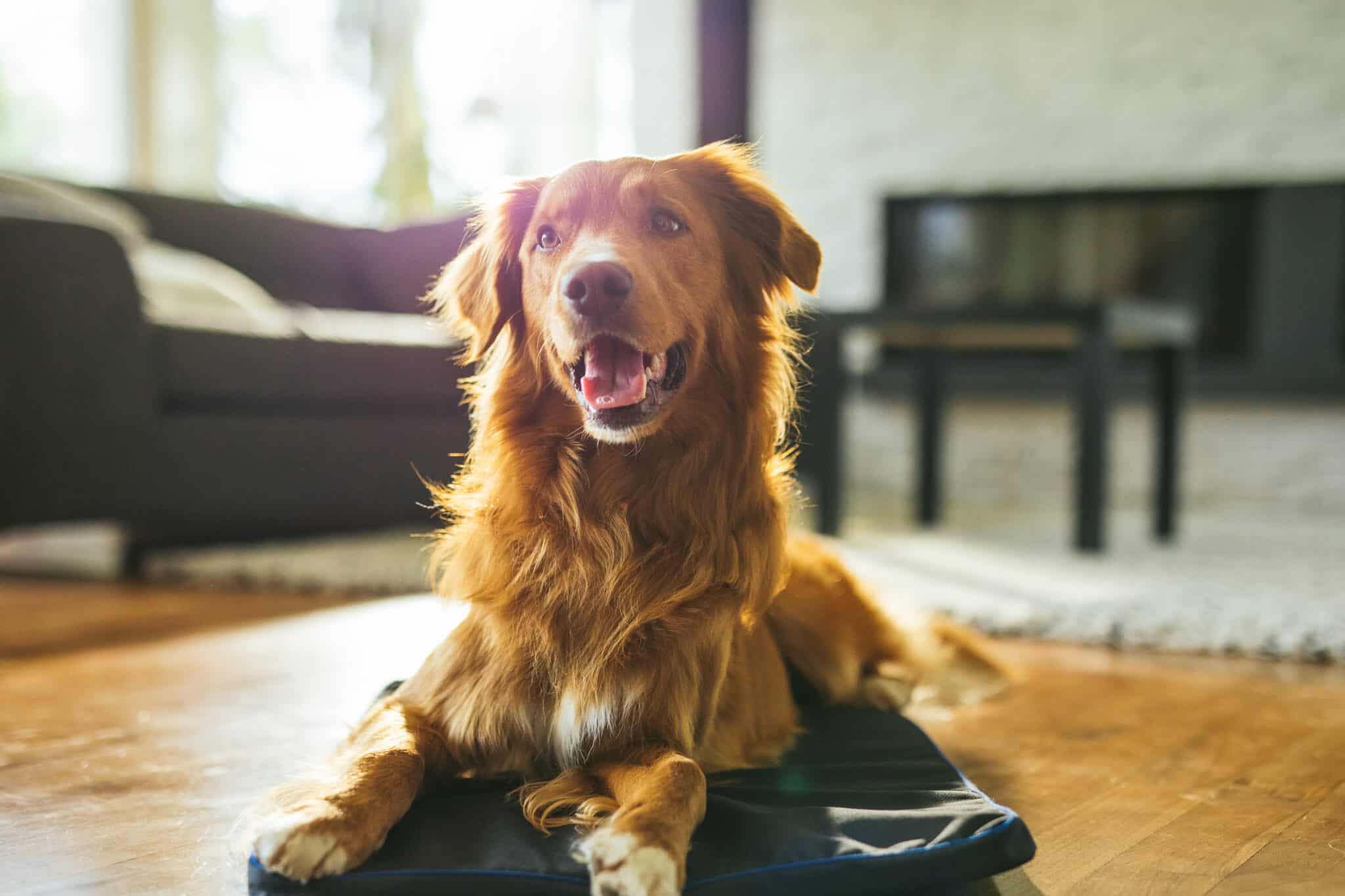 Petspemf - Clinically proven PEMF technology for dogs & cats