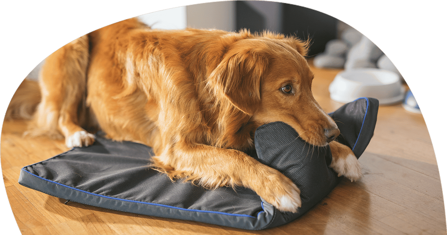 PEMF Therapy Devices for Dogs: A Comprehensive Guide | Petspemf