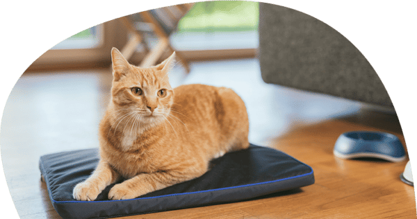 Petspemf - Clinically proven PEMF technology for dogs & cats