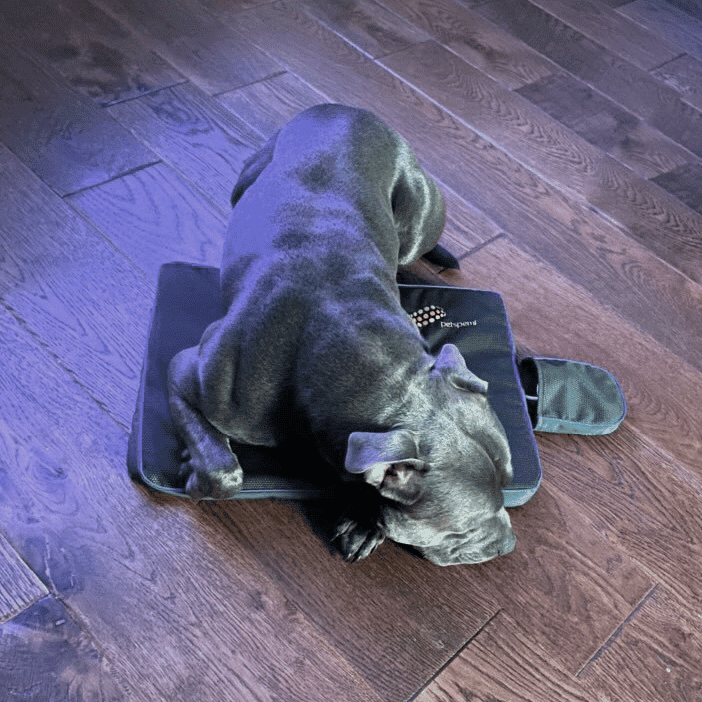 Petspemf - Clinically proven PEMF technology for dogs & cats