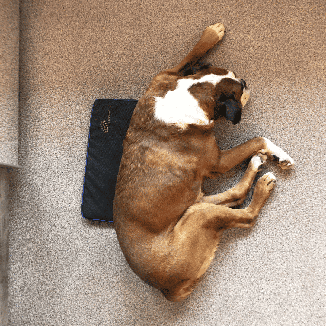 Petspemf - Clinically proven PEMF technology for dogs & cats