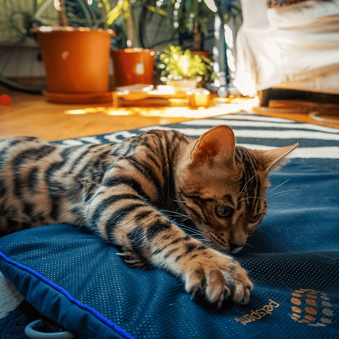 Petspemf - Clinically proven PEMF technology for dogs & cats