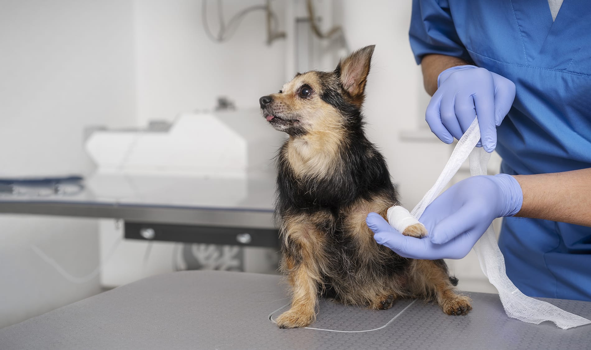 Wound Healing: A Focus on Post-Surgical and Chronic Wounds in Pets ...