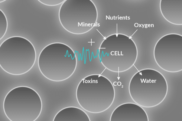 How it works | The science behind PEMF Technology | Petspemf