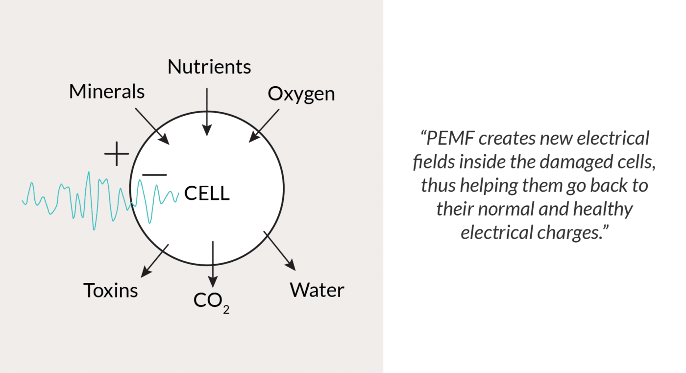 PEMF Therapy For Fracture Management In Dogs And Cats | Petspemf