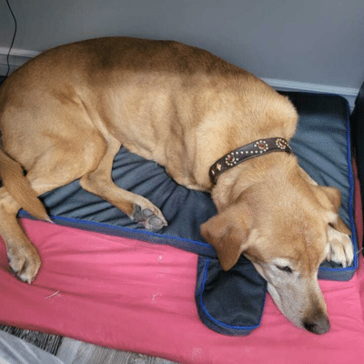 Petspemf Pad for Pets | PEMF Therapy Mat / Bed for Dogs