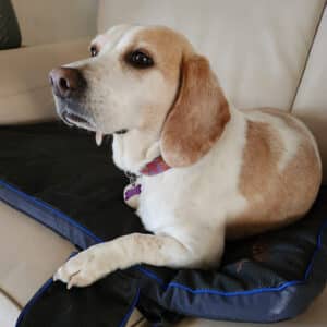 Petspemf Pad for Pets | PEMF Therapy Mat / Bed for Dogs