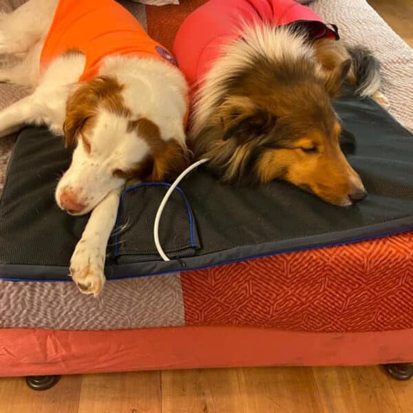 Petspemf Pad for Pets | PEMF Therapy Mat / Bed for Dogs