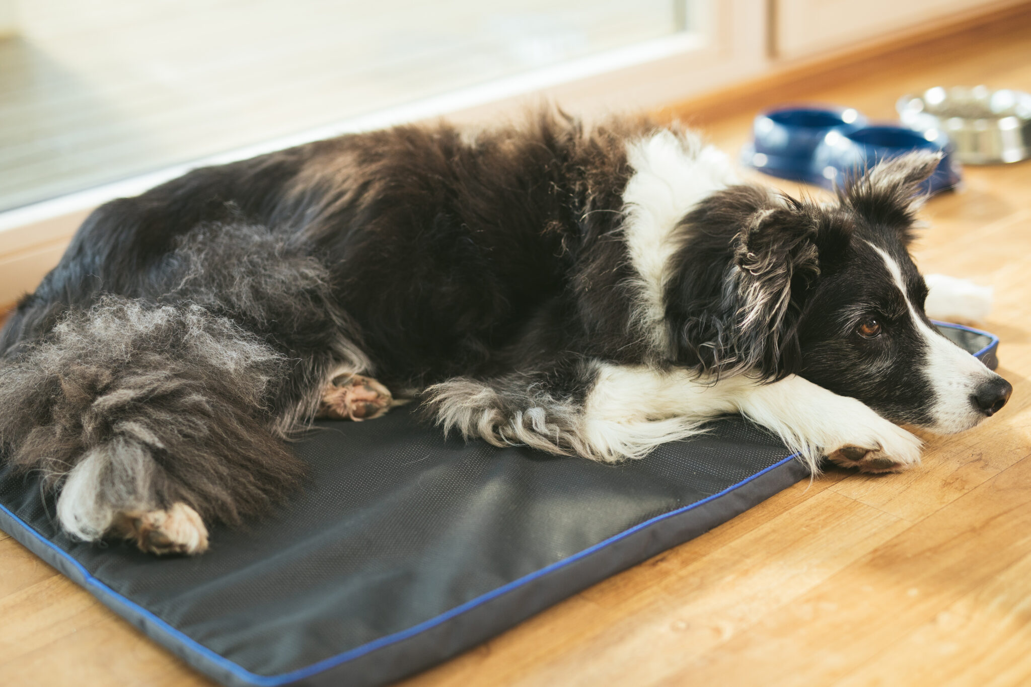 Petspemf Pad | PEMF Therapy Mat / Bed for Dogs