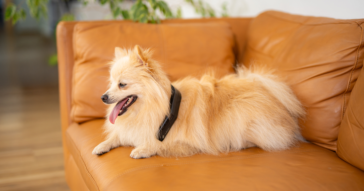 PetLoop PRO | PEMF Therapy Mat / Bed for Dogs