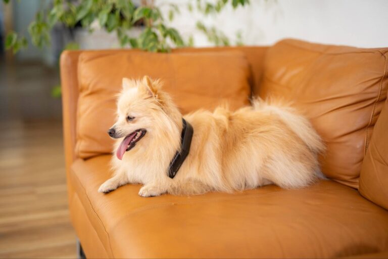 PetLoop PRO | PEMF Therapy Mat / Bed for Dogs
